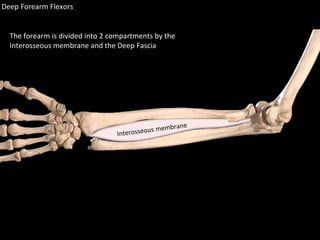 Slideshow: Forearm Deep Flexors | PPT