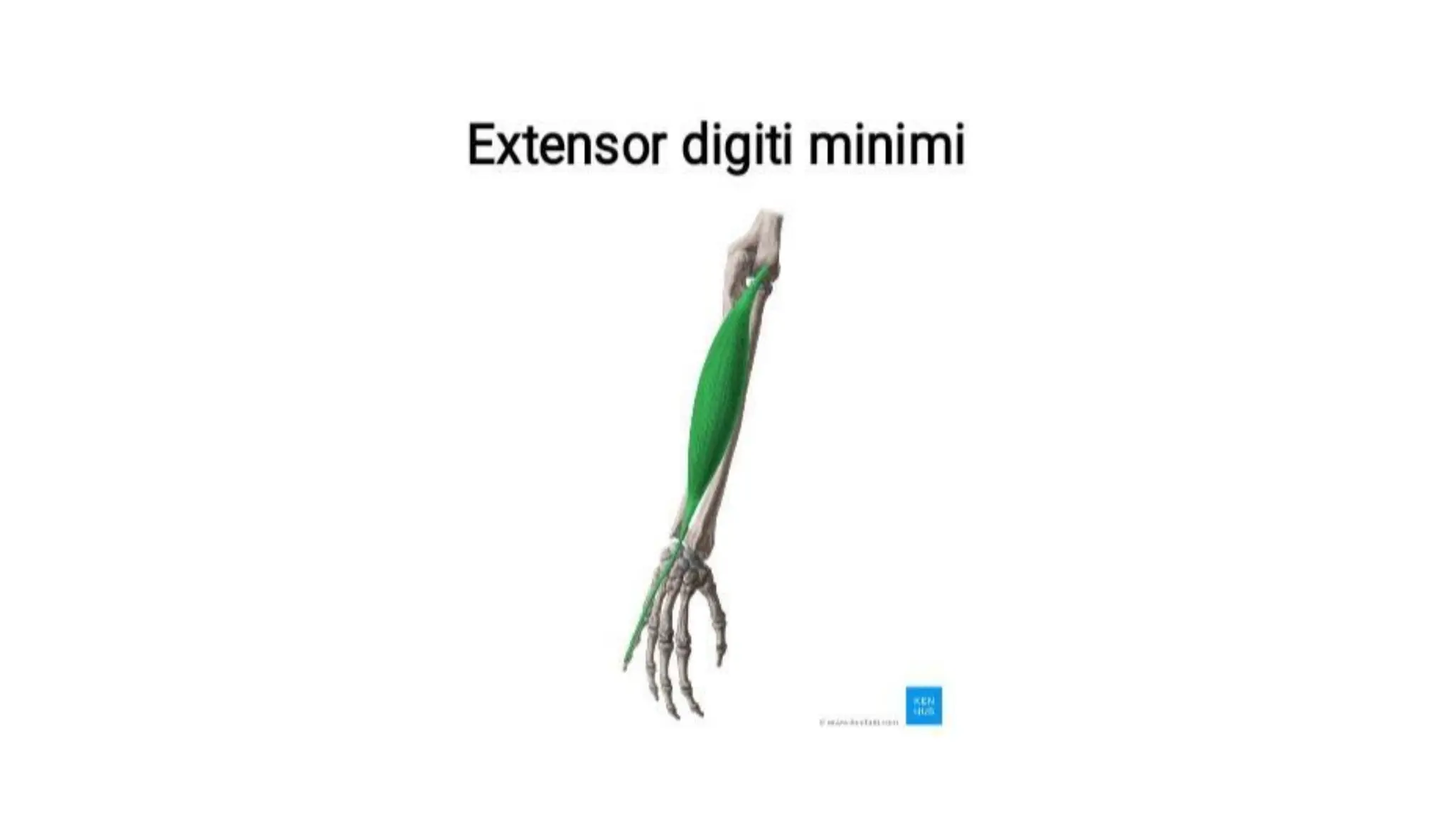 forearm extensor superficialis muscles.pdf
