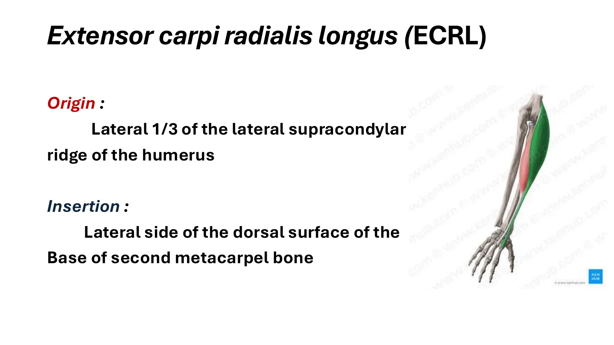 forearm extensor superficialis muscles.pdf