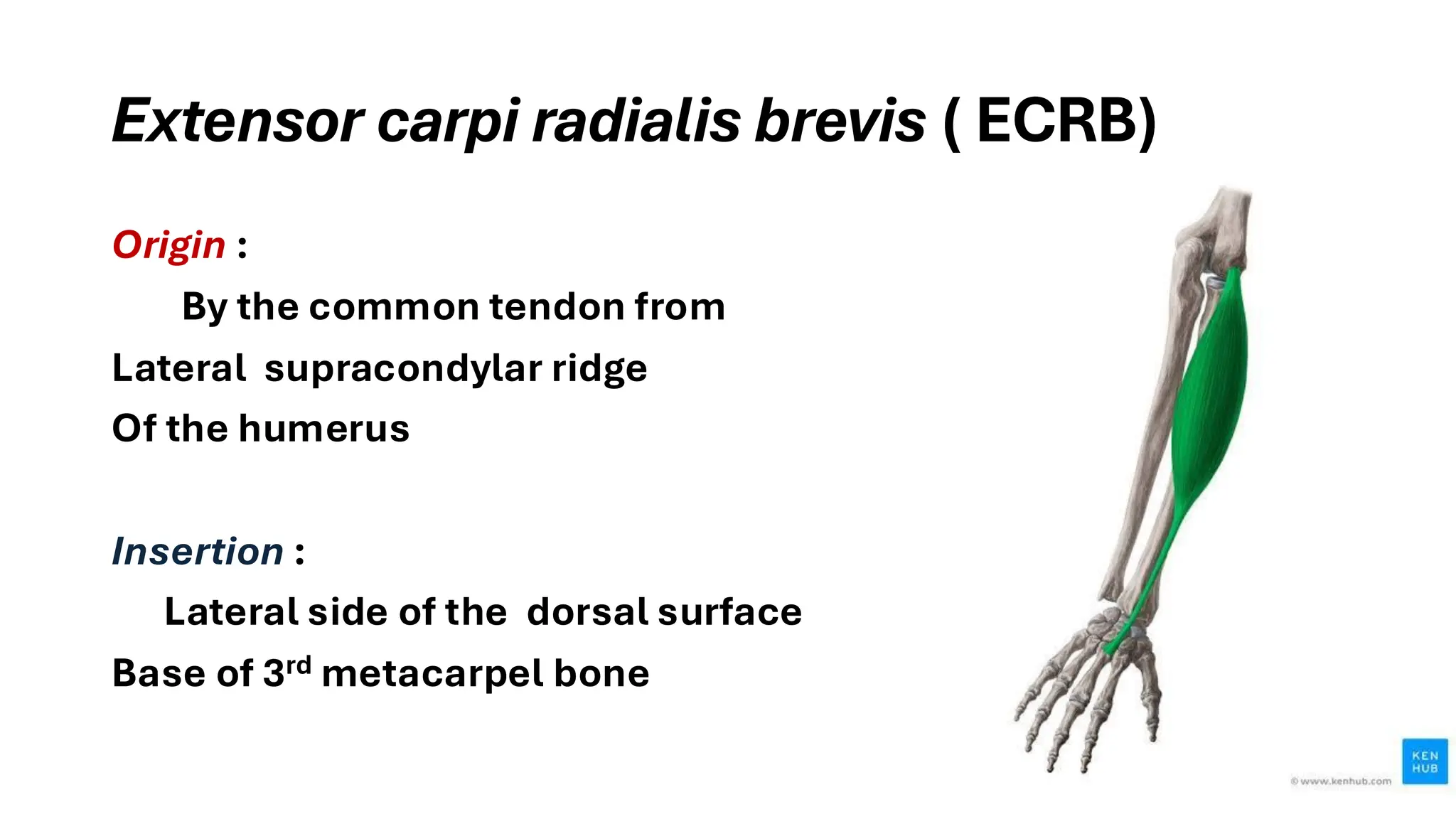 forearm extensor superficialis muscles.pdf