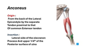 forearm extensor superficialis muscles.pdf