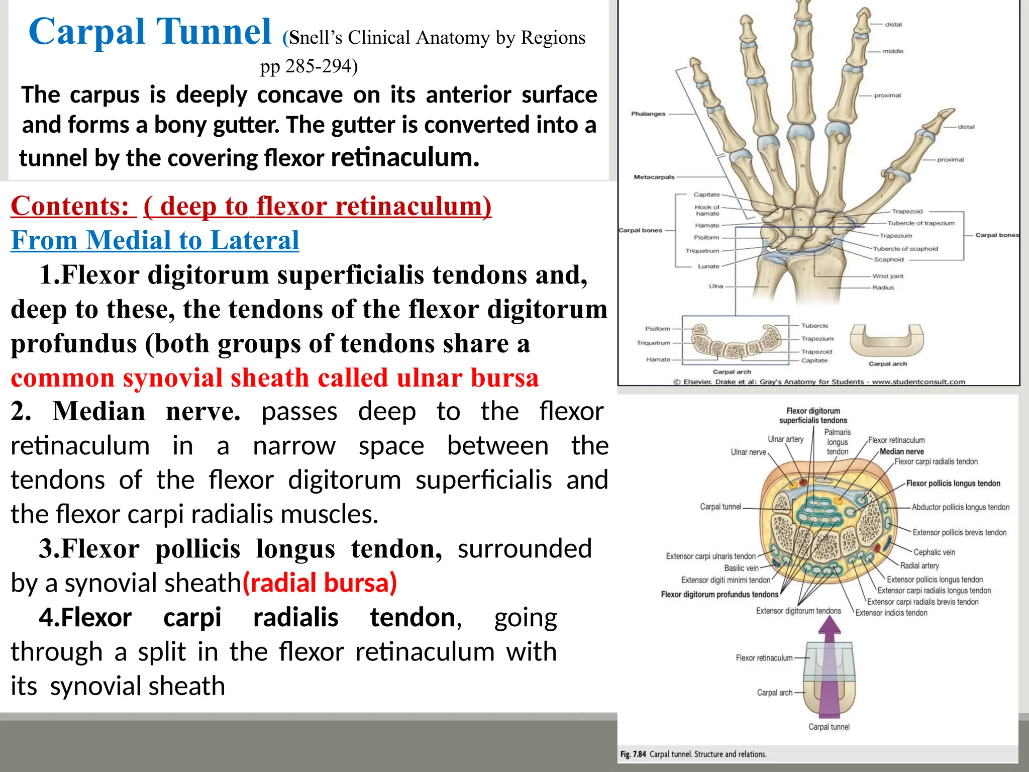 Forearm I.pptx anterior compartment muscles | PPTX