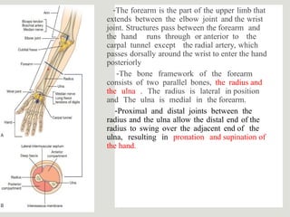 Forearm I.pptx anterior compartment muscles | PPTX