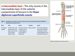 Forearm I.pptx anterior compartment muscles | PPTX