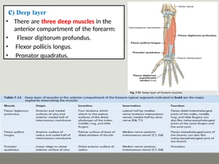 Forearm I.pptx anterior compartment muscles | PPTX
