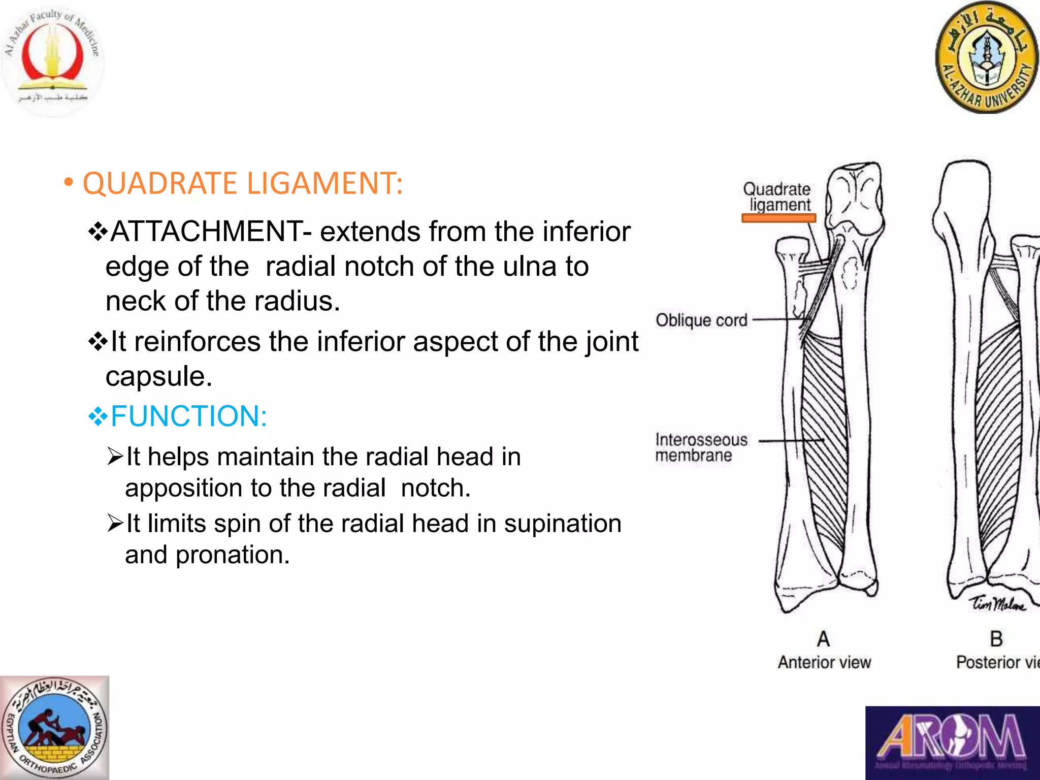 Forearm instability | PPT