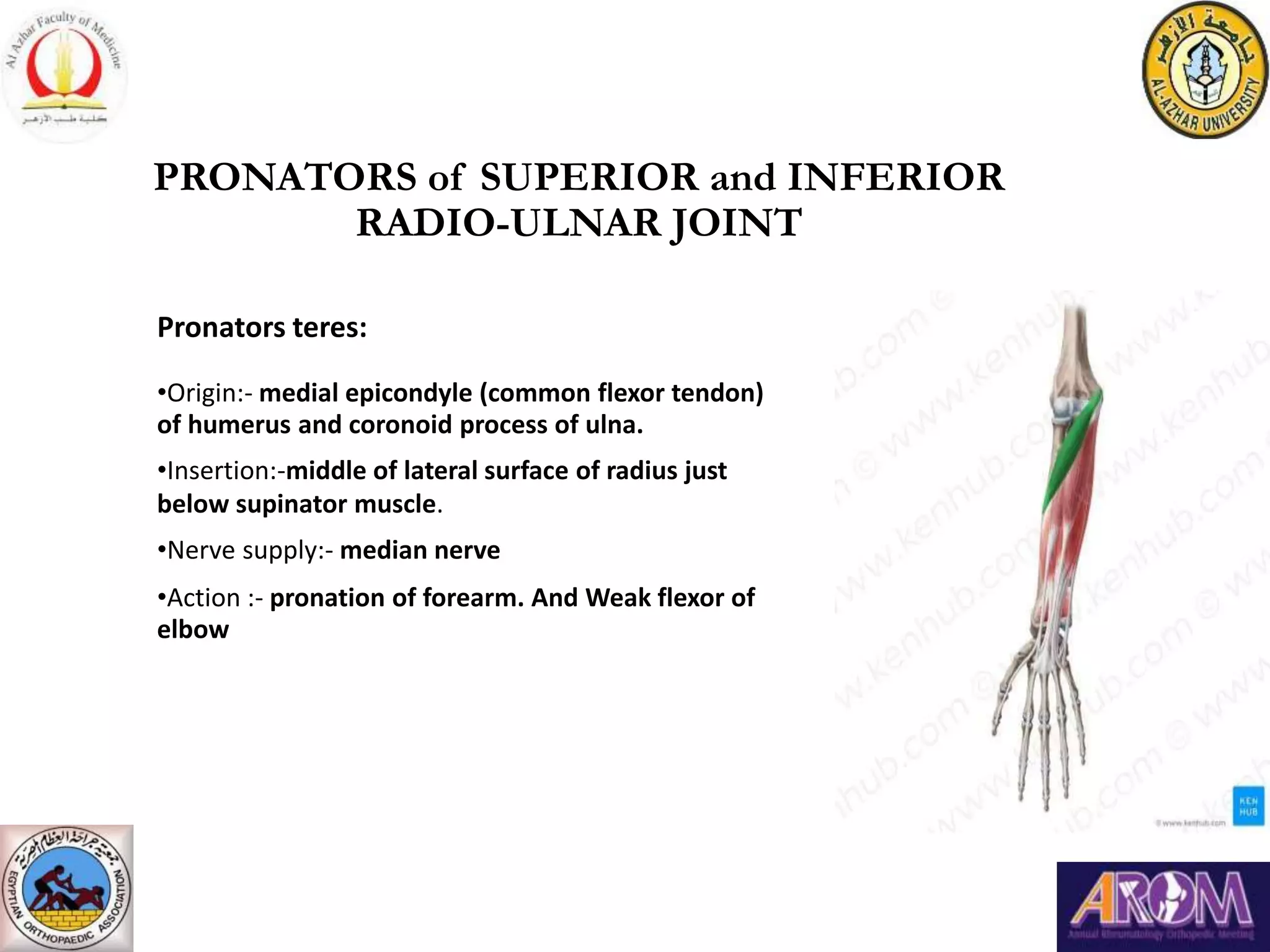 Forearm instability | PPT