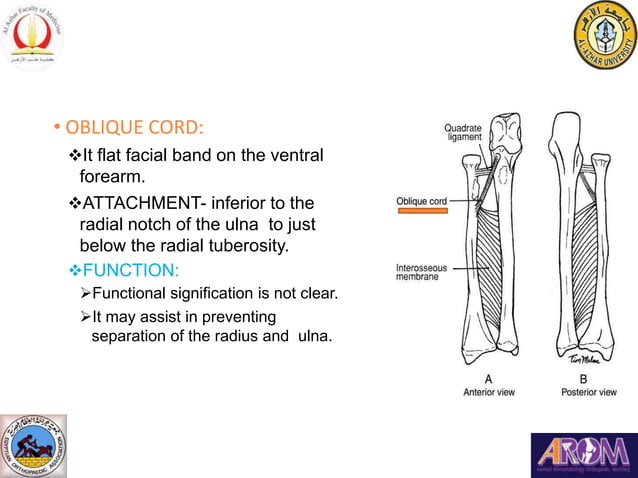 Forearm instability | PPT