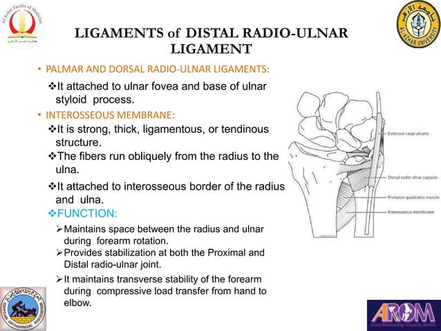 Forearm instability | PPT