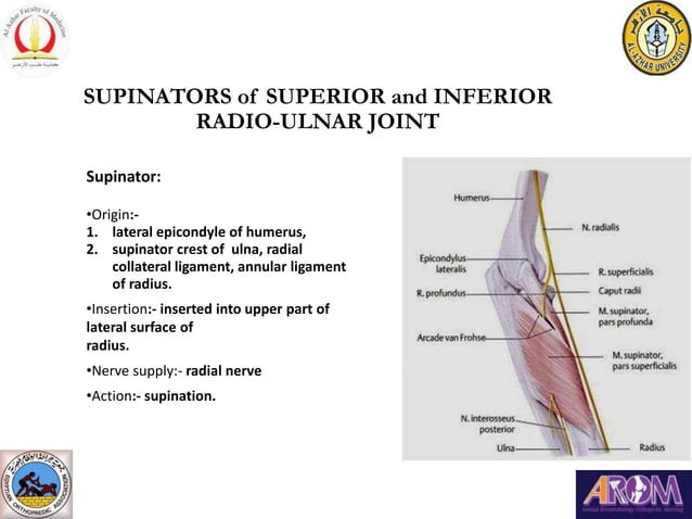 Forearm instability | PPT