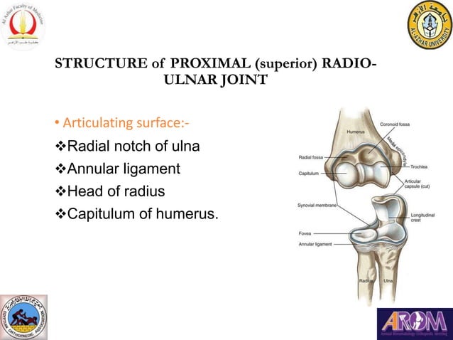 Forearm instability | PPT