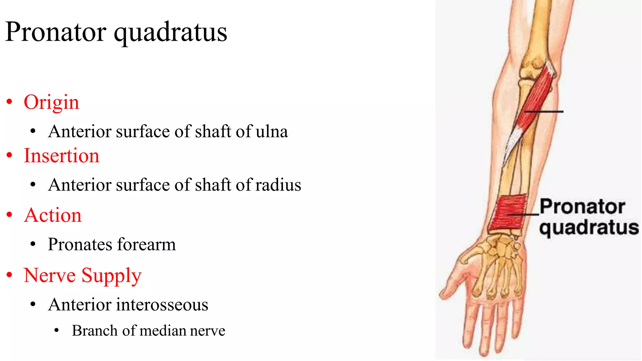 Forearm muscles | PDF