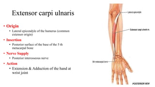 Forearm muscles | PDF
