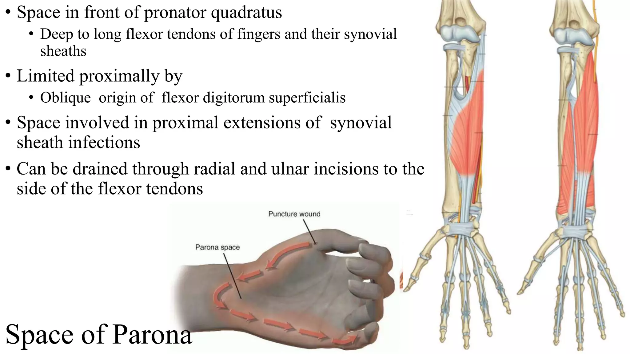 Forearm muscles.pptx