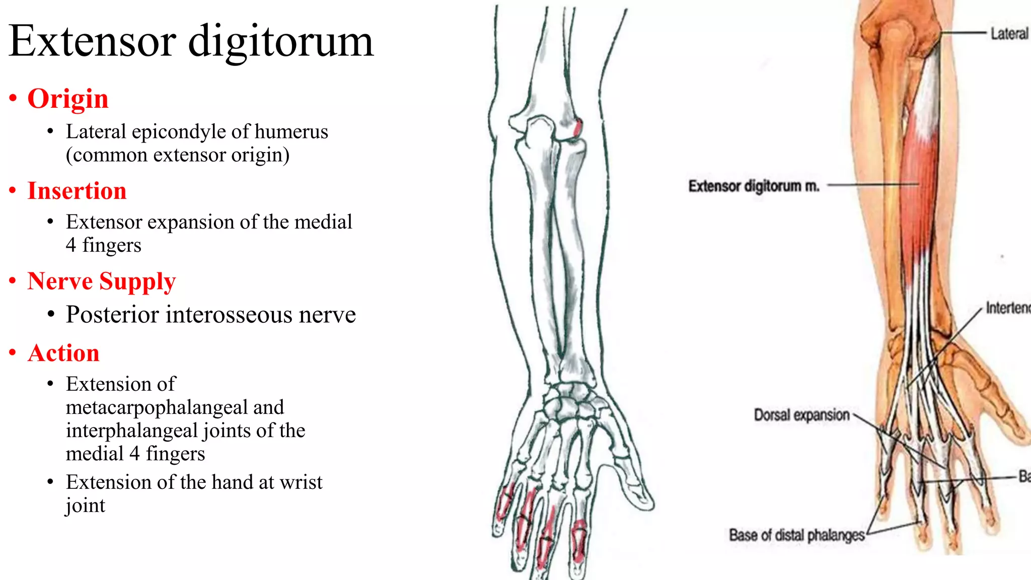 Forearm muscles.pptx