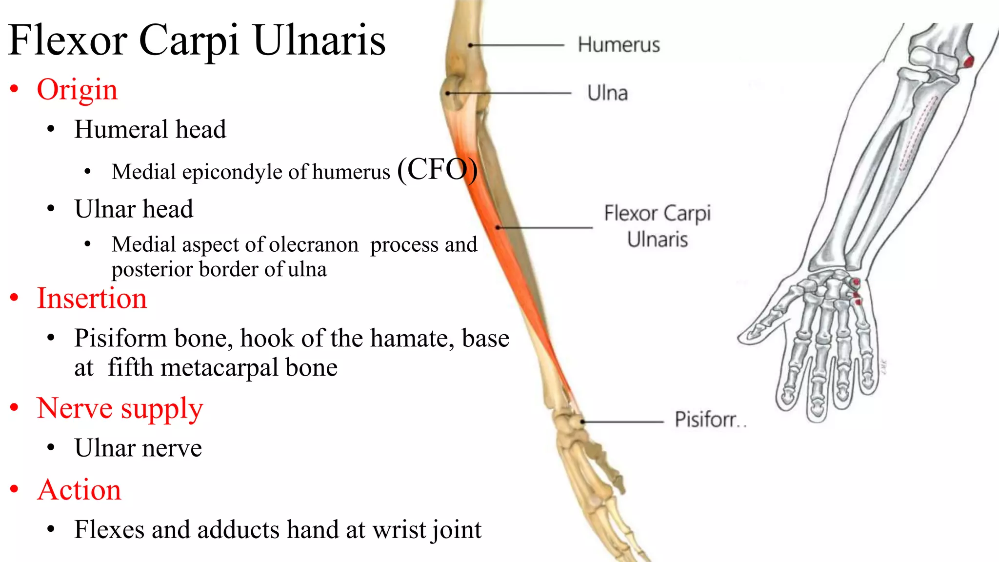 Forearm muscles.pptx