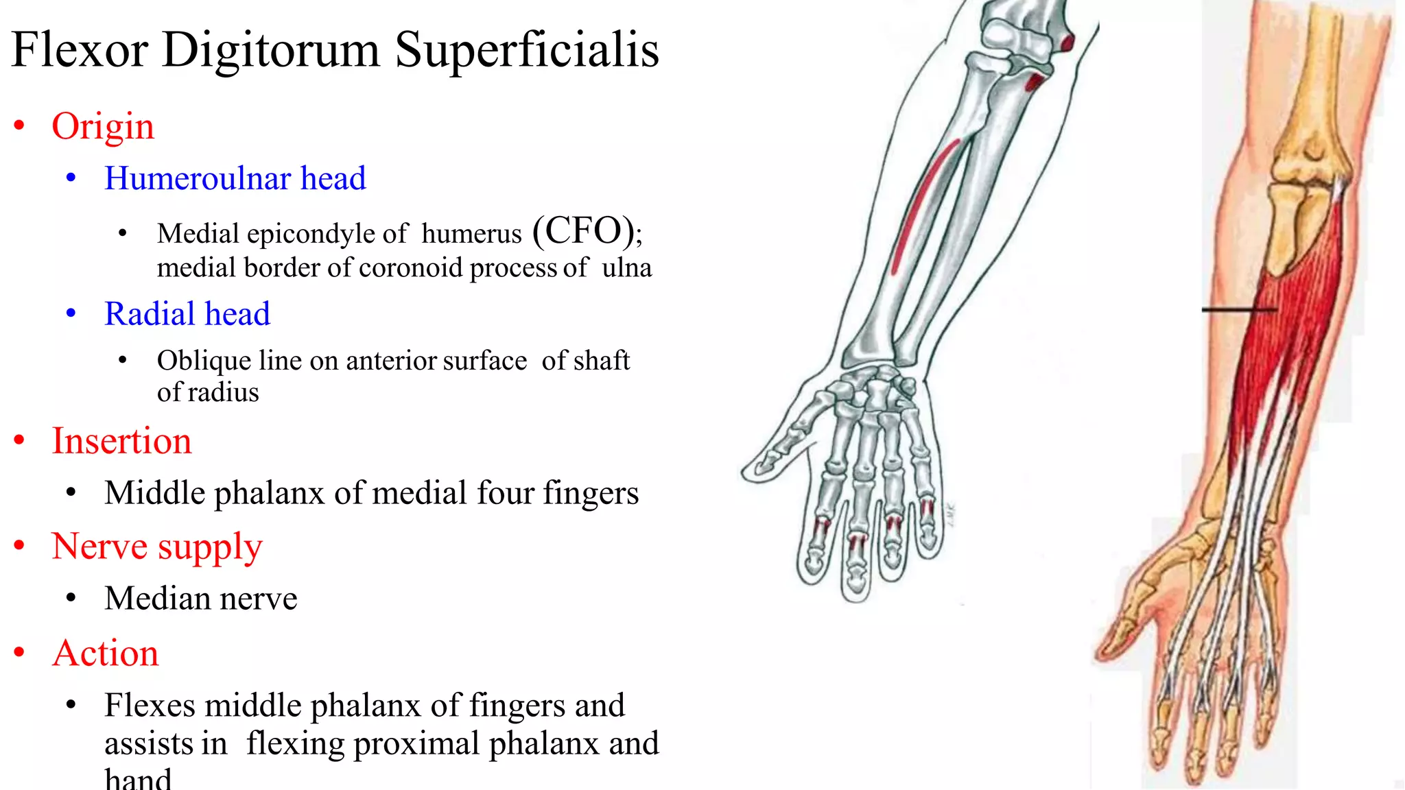 Forearm muscles.pptx