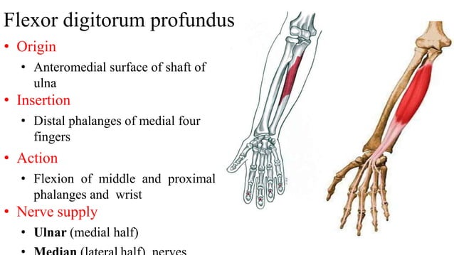 Forearm muscles.pptx