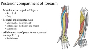 Forearm muscles.pptx