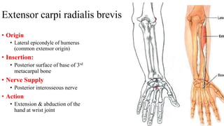 Forearm muscles.pptx