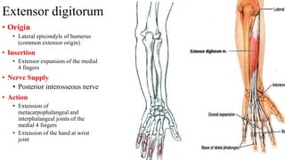 Forearm muscles.pptx