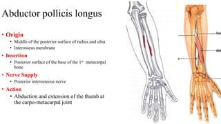 Forearm muscles.pptx