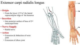 Forearm muscles.pptx