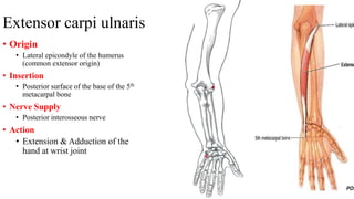 Forearm muscles.pptx