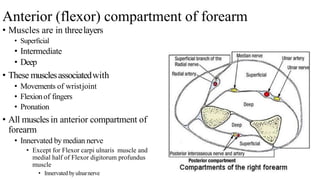 Forearm muscles.pptx