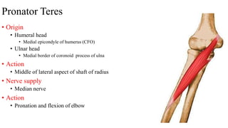 Forearm muscles.pptx