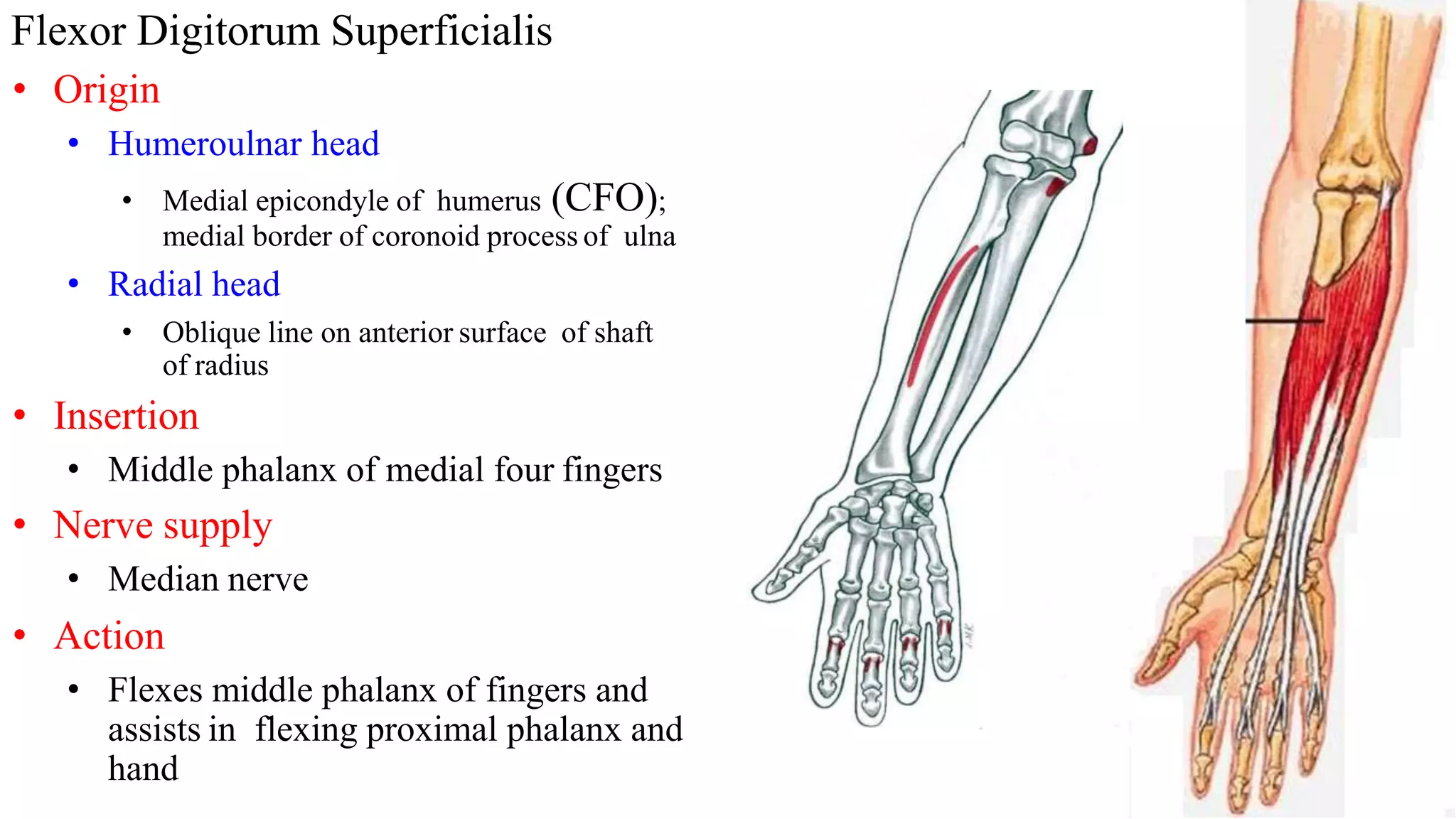 Forearm muscles.pptx