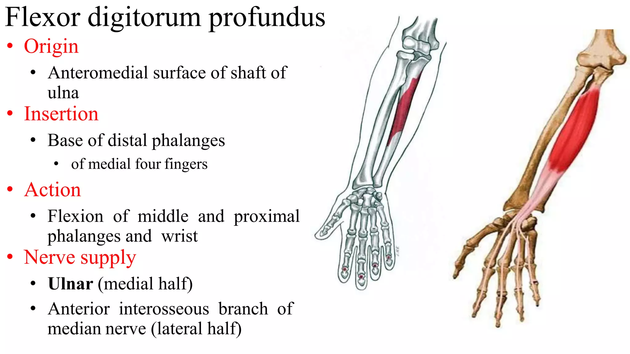 Forearm muscles.pptx