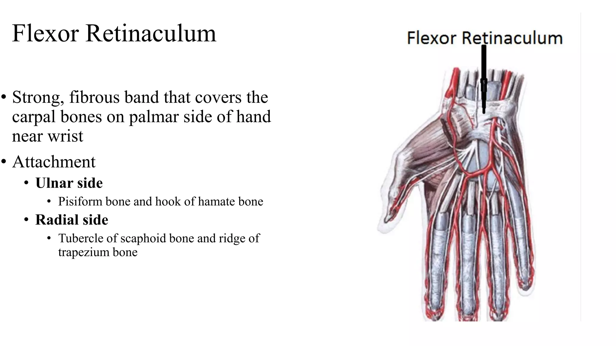 Forearm muscles.pptx