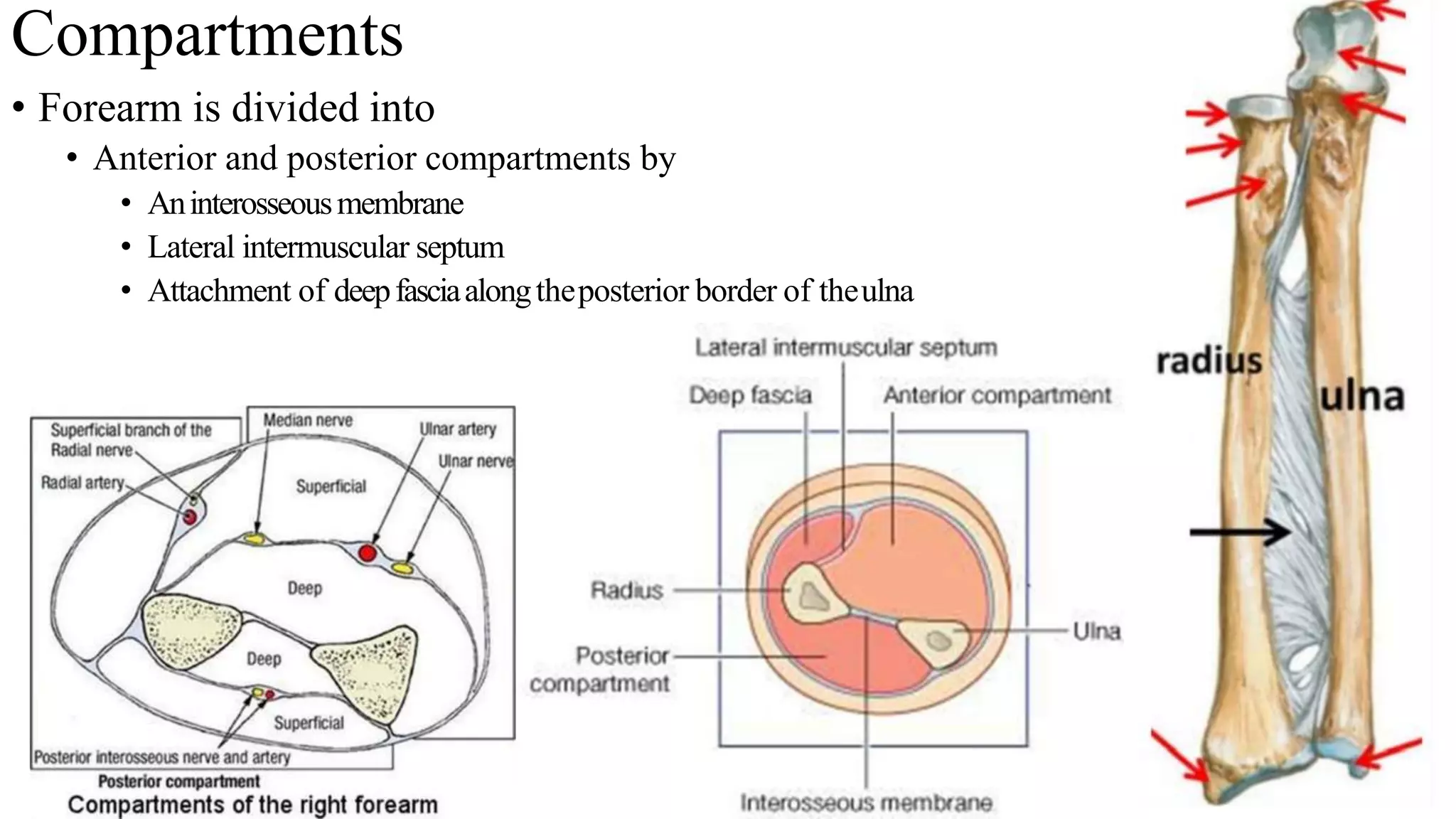 Forearm muscles.pptx
