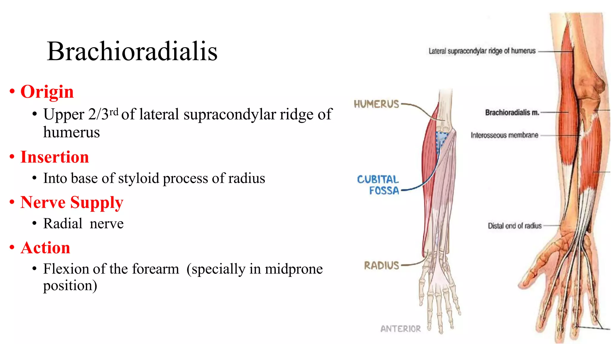 Forearm muscles.pptx