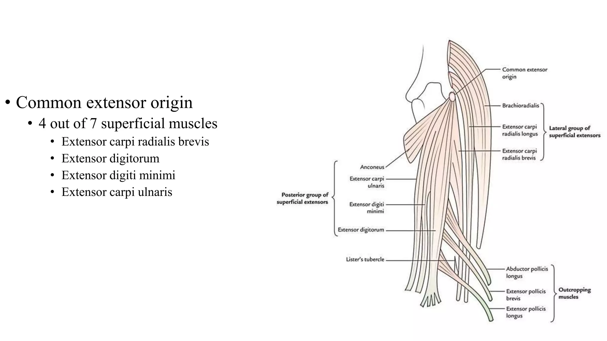 Forearm muscles.pptx