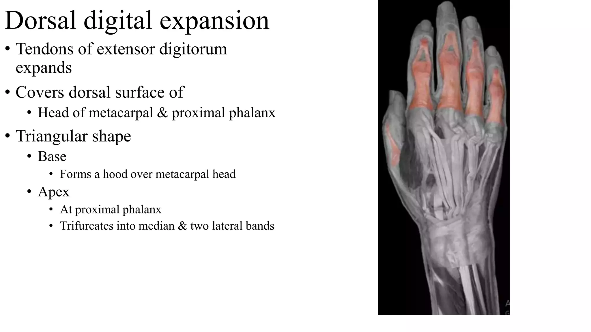 Forearm muscles.pptx