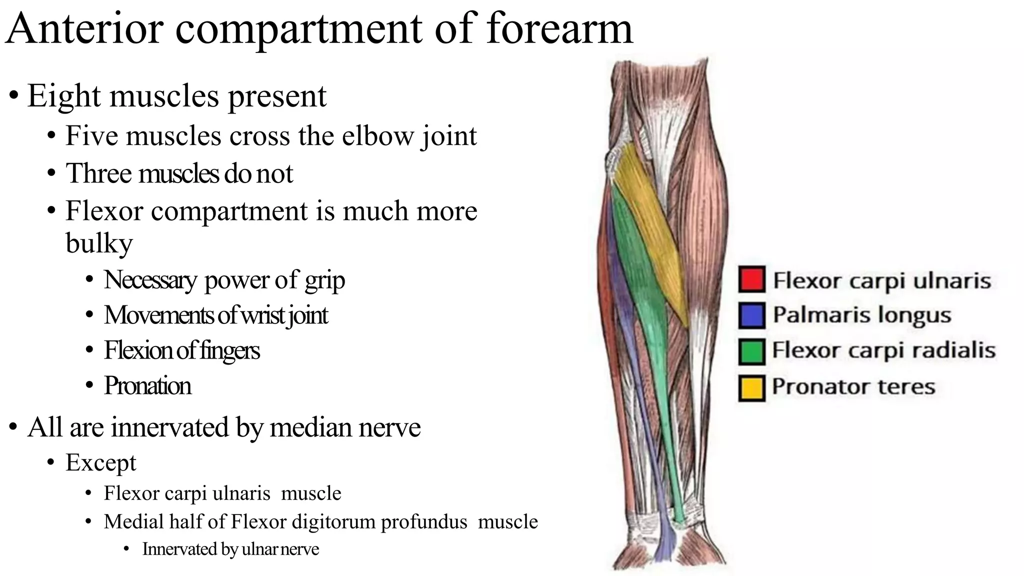 Forearm muscles.pptx