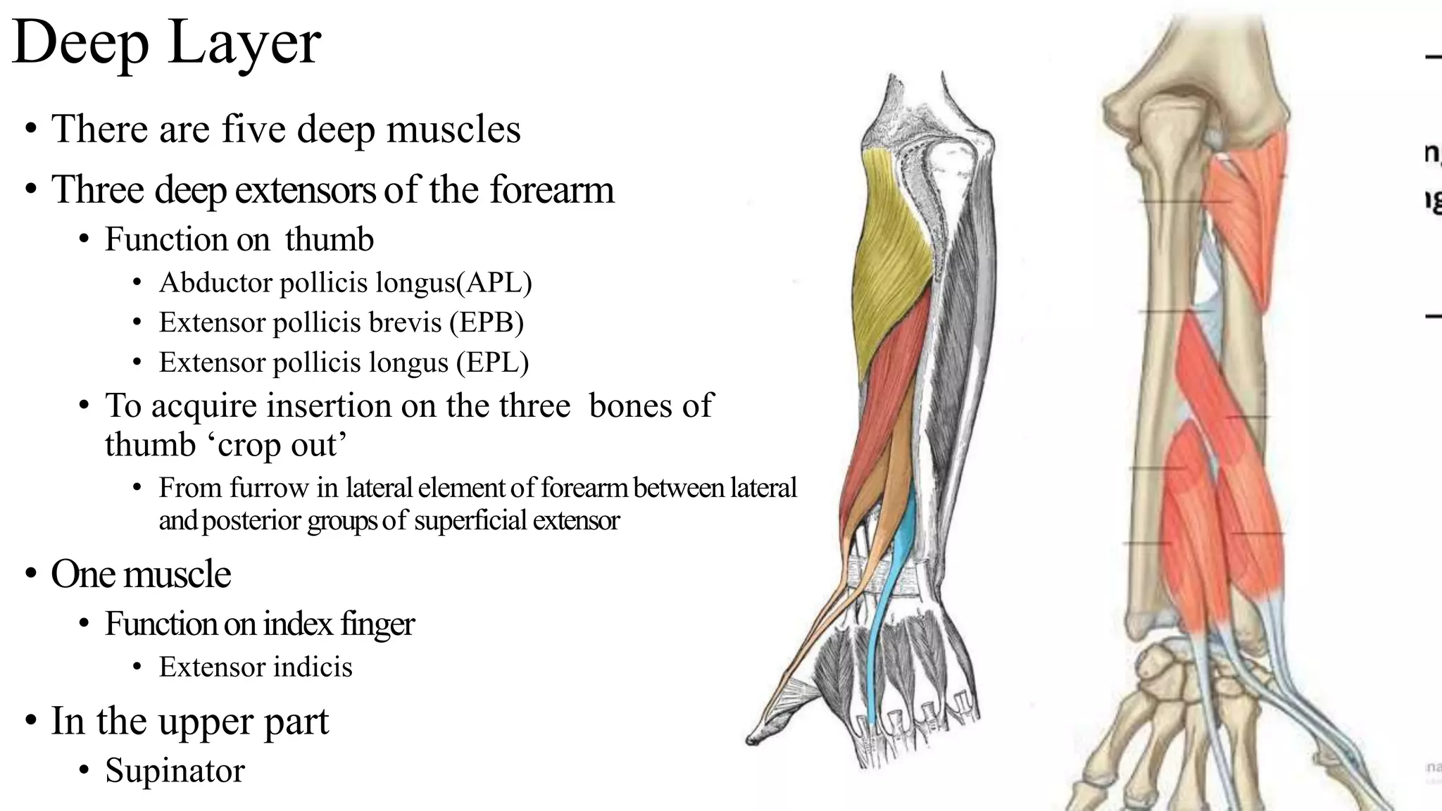 Forearm muscles.pptx