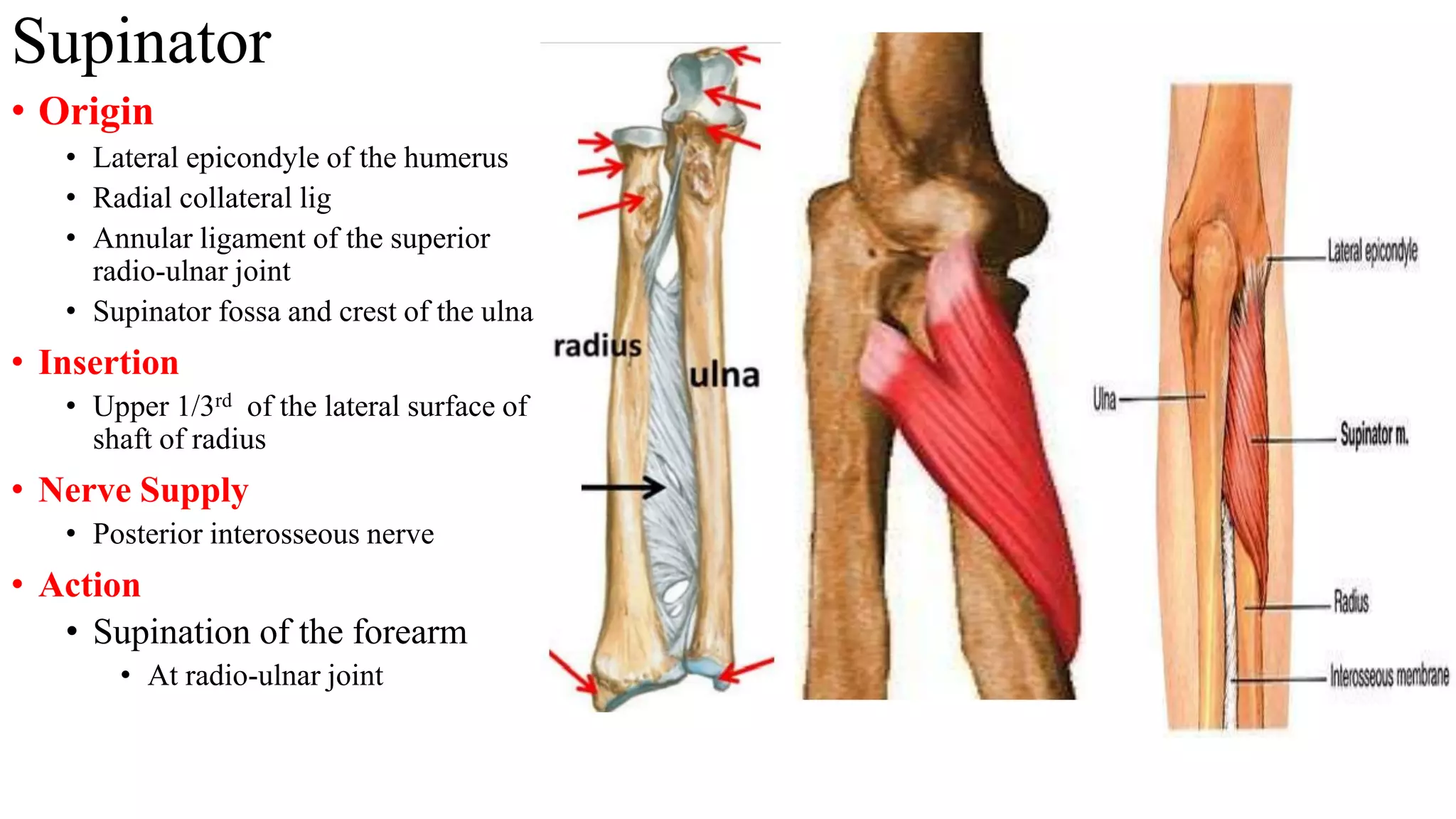 Forearm muscles.pptx