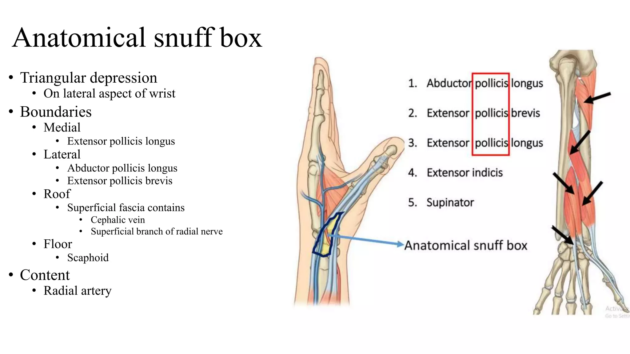 Forearm muscles.pptx