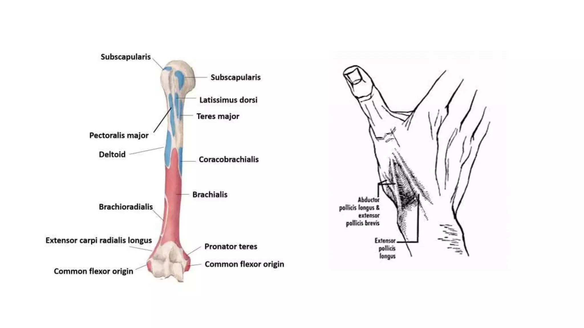 Forearm muscles.pptx