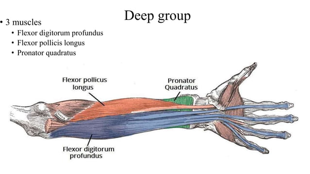 Forearm muscles.pptx