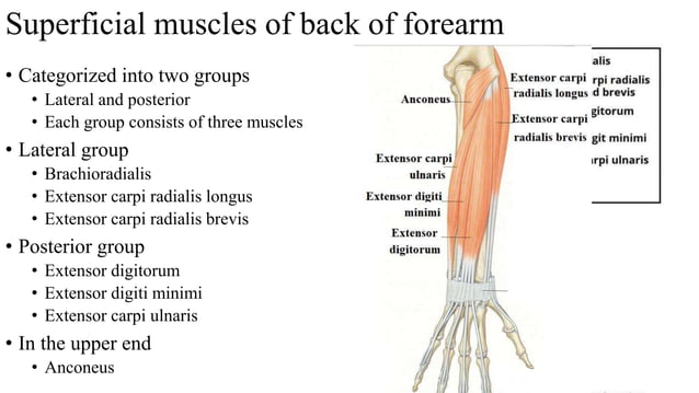 Forearm muscles.pptx