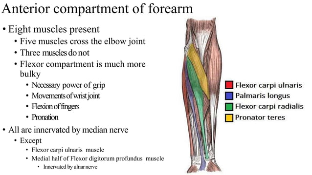 Forearm muscles.pptx