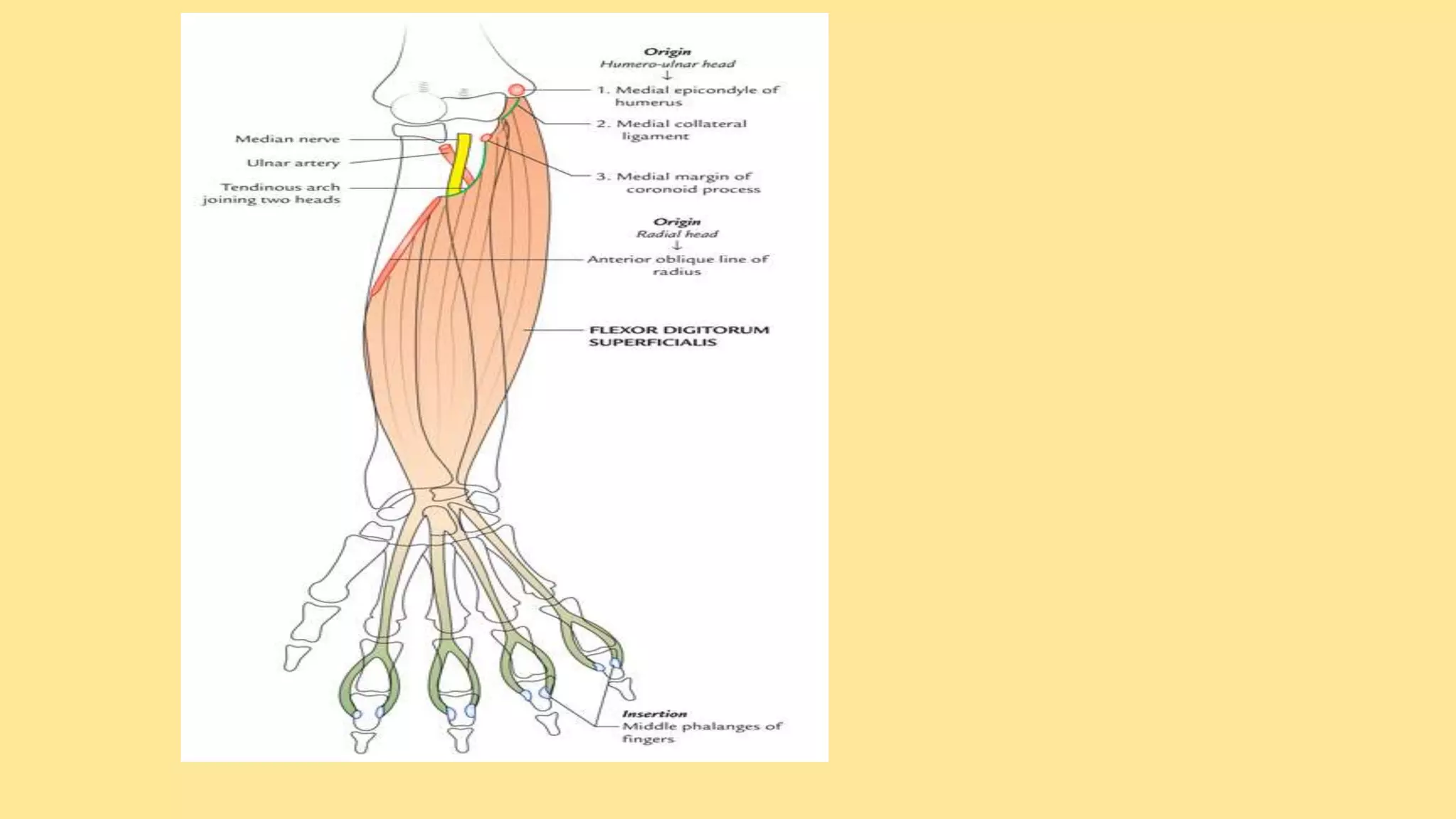 Forearm muscles anterior (flexor) compartment | PPTX