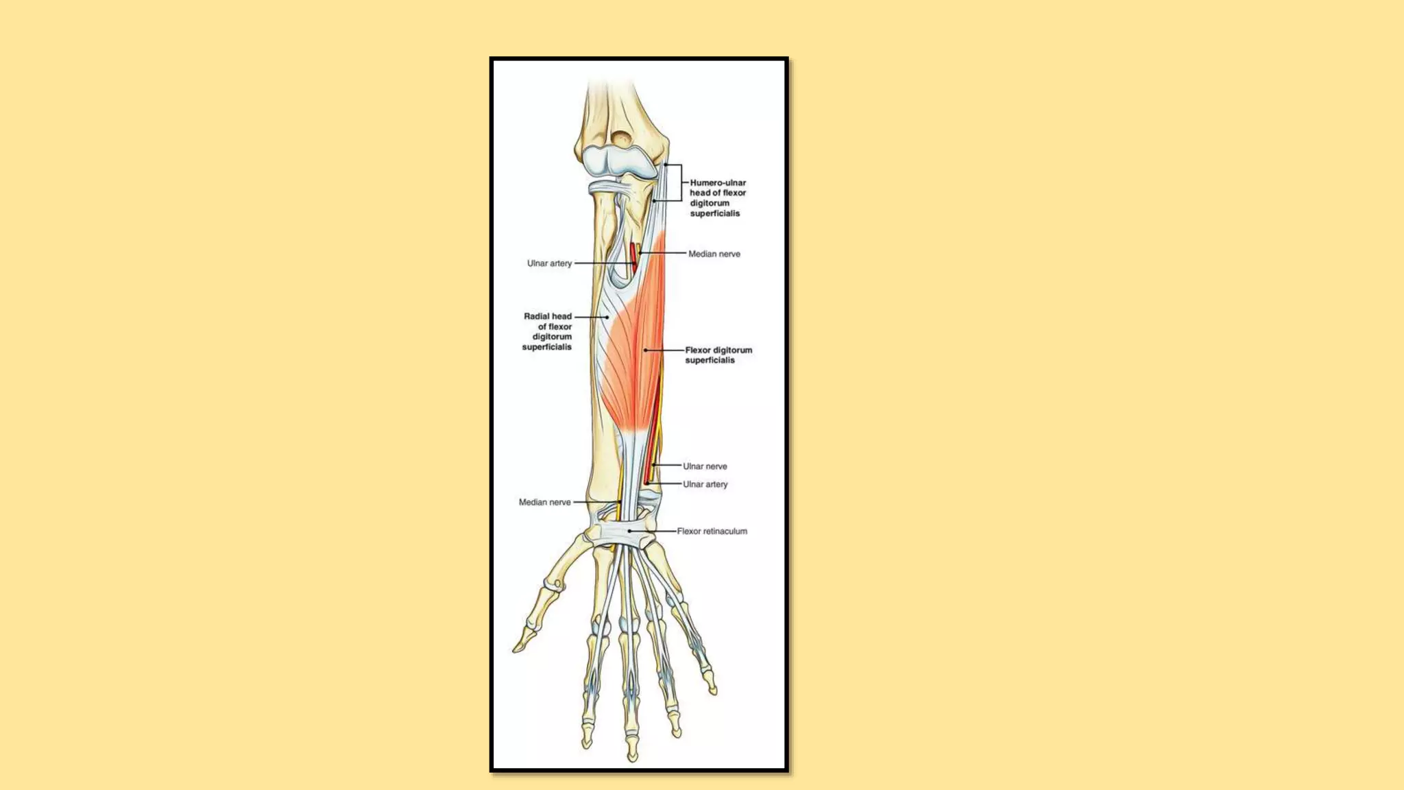 Forearm muscles anterior (flexor) compartment | PPTX