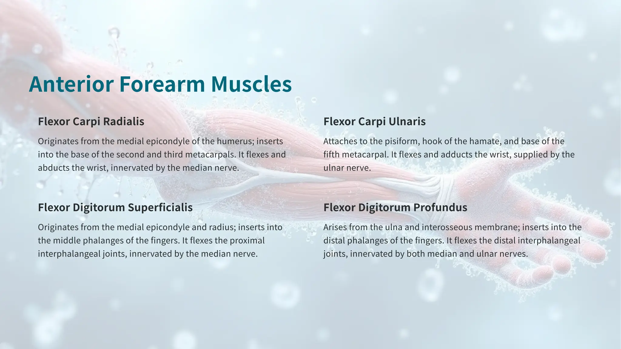 Forearm Muscles Overview ,function and structure.pdf