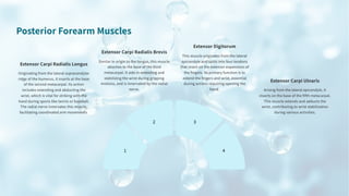 Forearm Muscles Overview ,function and structure.pdf