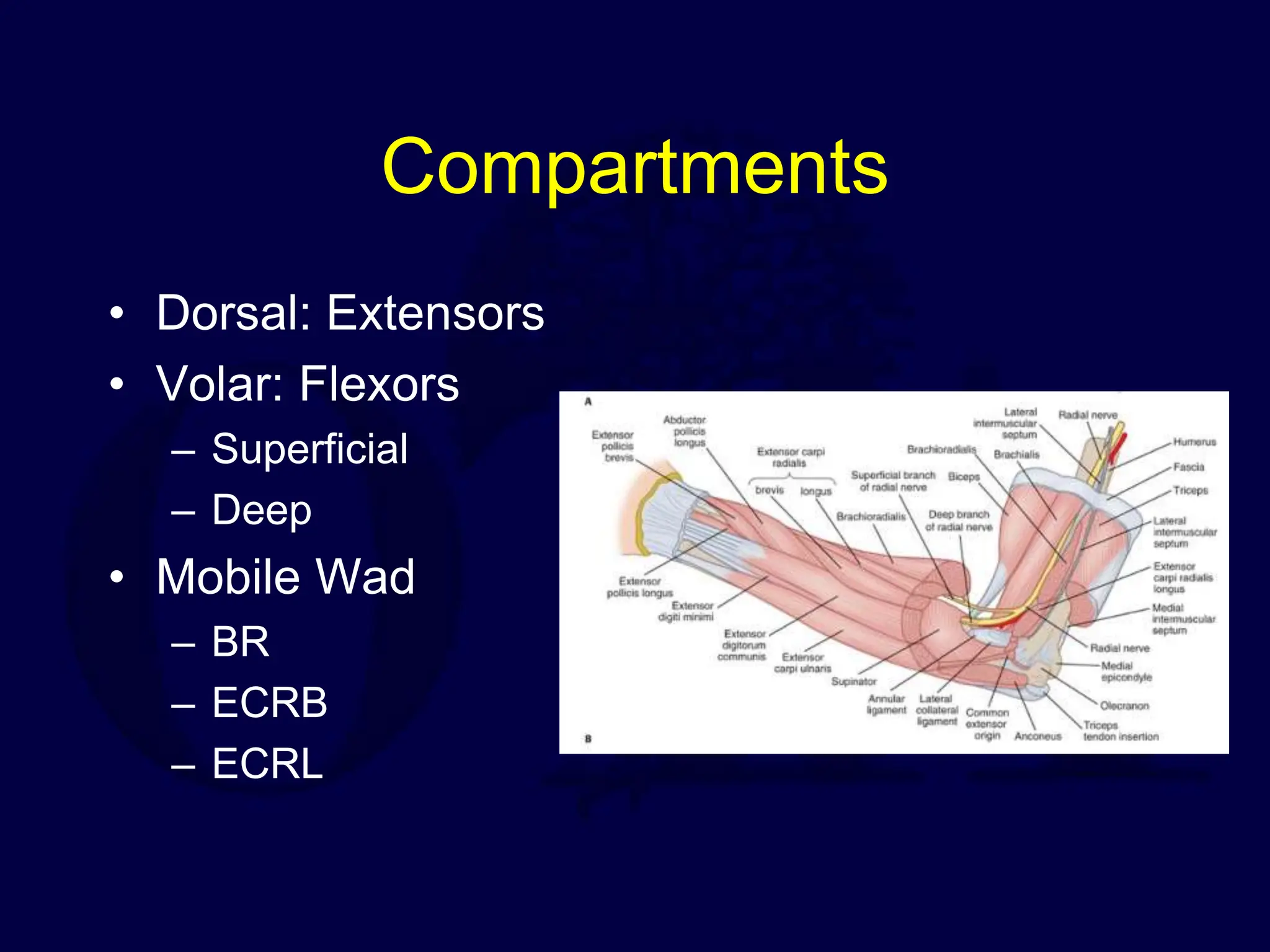 FOREARM TRAUMA. .pptx. | PPTX